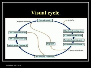 PHOTOCHEMISTRY OF VISION | PPT