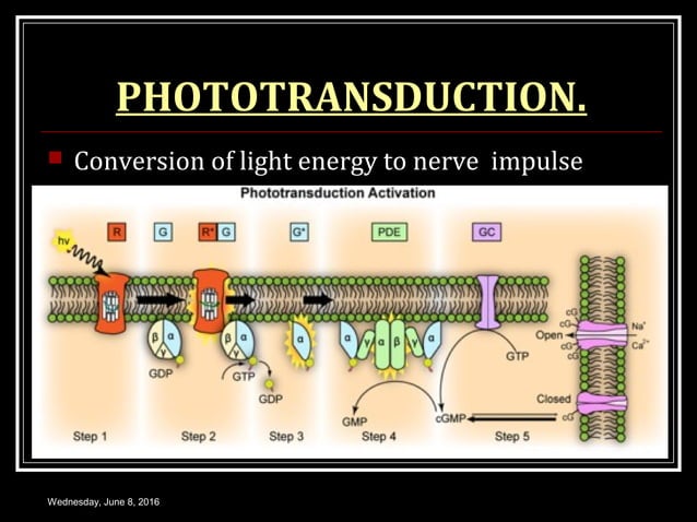 PHOTOCHEMISTRY OF VISION | PPT | Eye and Vision Conditions | Diseases ...