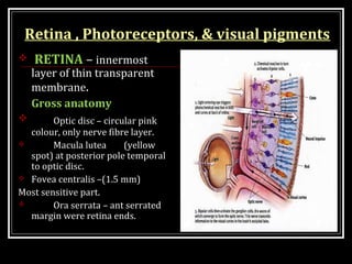 PHOTOCHEMISTRY OF VISION | PPT