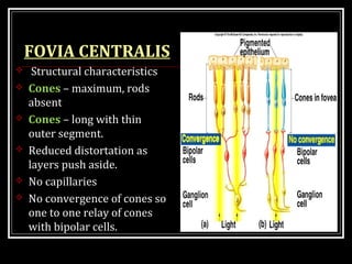 PHOTOCHEMISTRY OF VISION | PPT