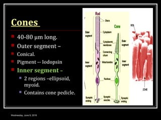PHOTOCHEMISTRY OF VISION | PPT