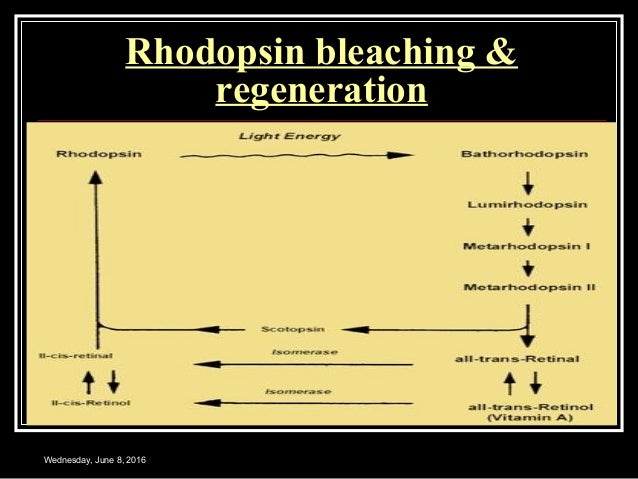 PHOTOCHEMISTRY OF VISION