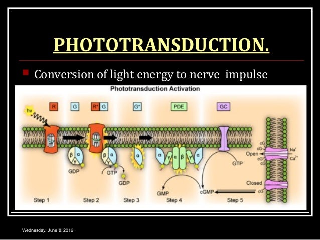PHOTOCHEMISTRY OF VISION