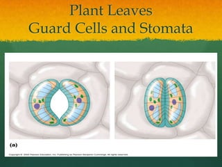 Photo cr with plant anatomy | PPTX