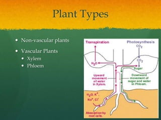 Vascular Plants Diagram
