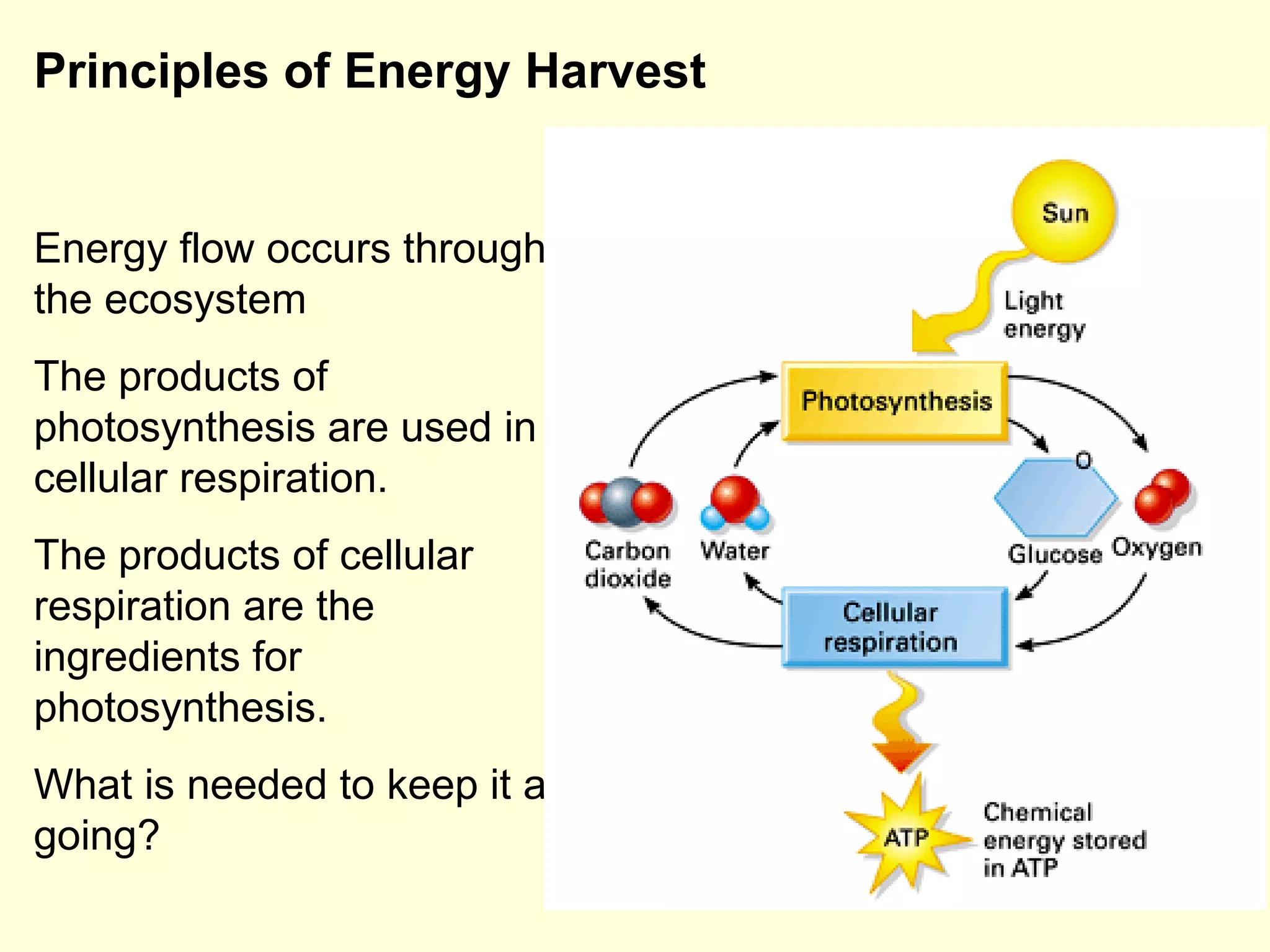Photo Respiration | PPT