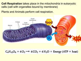 Photo Respiration | PPT