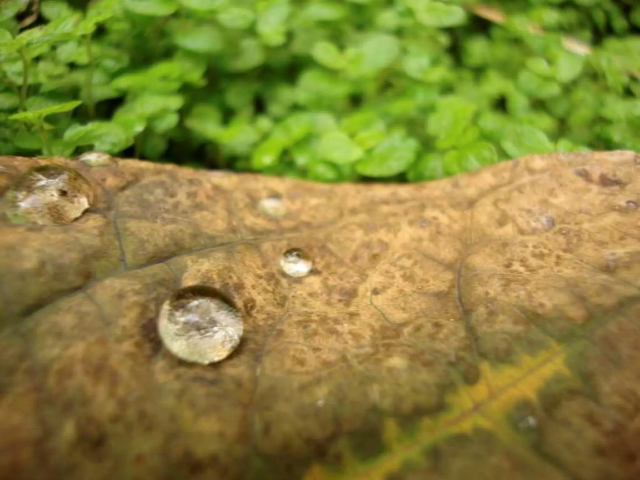 Rule of Thirds Examples | PPTX