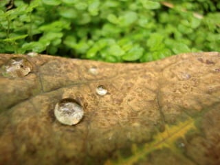 Rule of Thirds Examples | PPTX