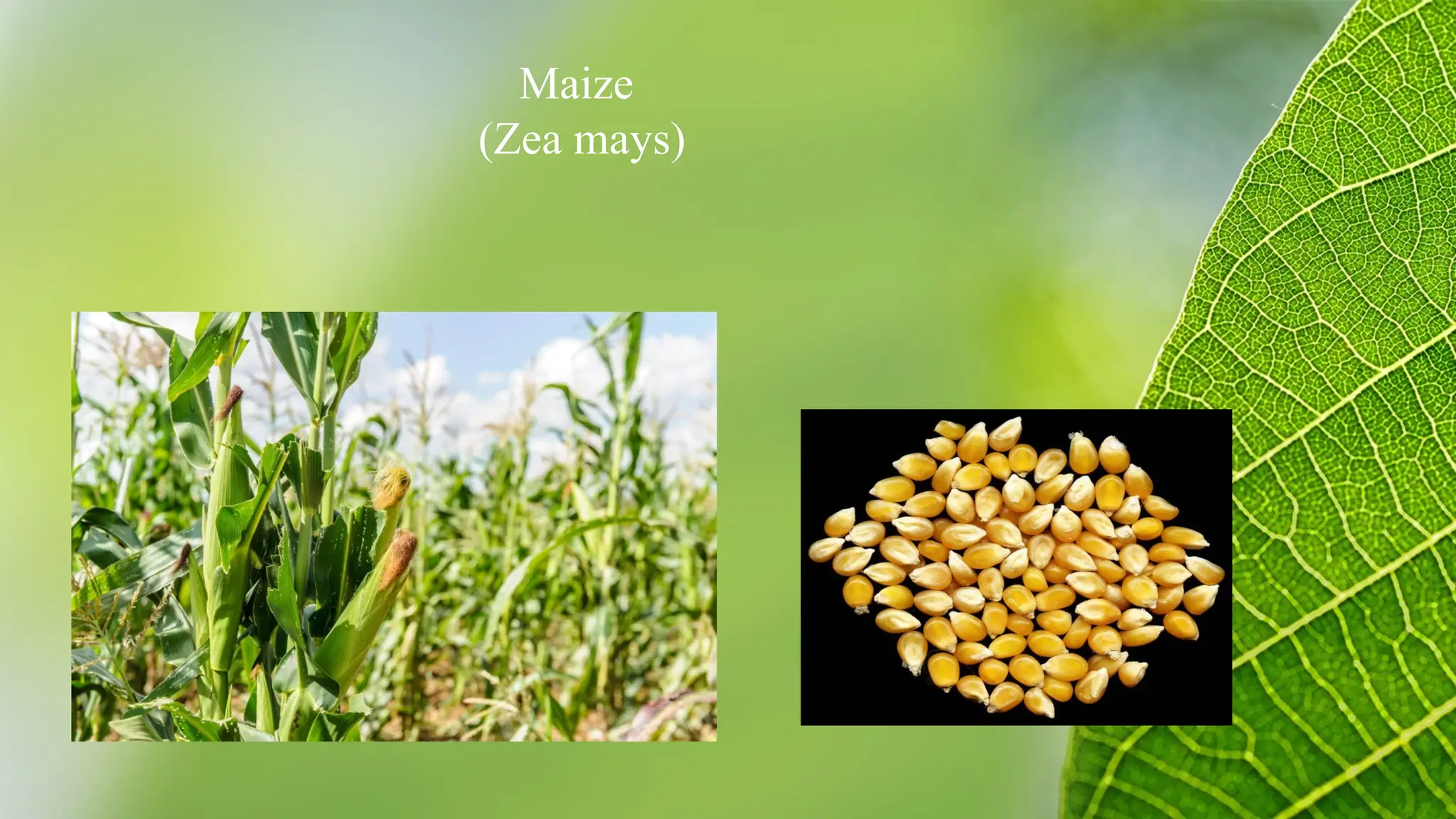 introduction to FIELD CROPS(photo album).pptx