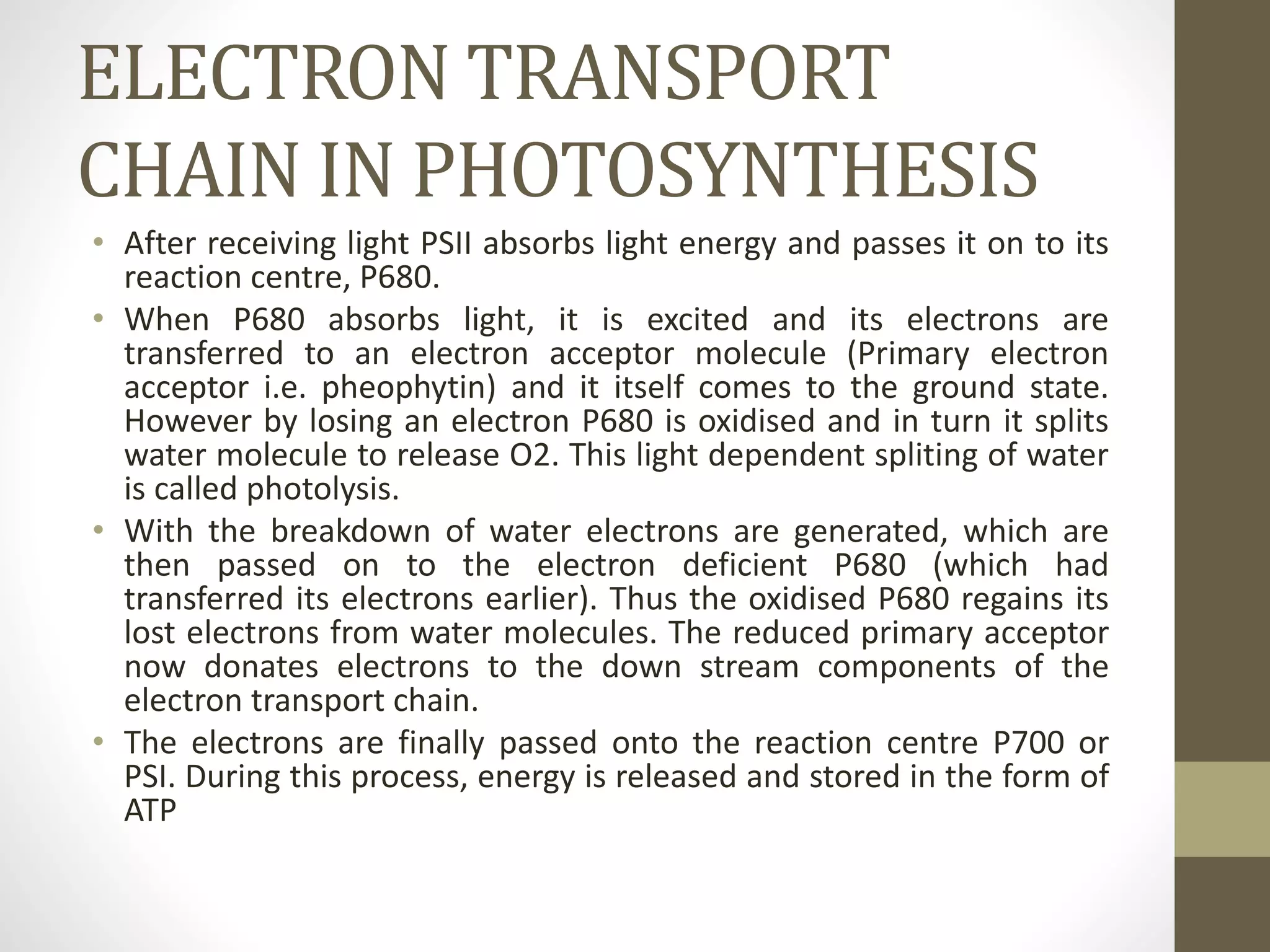 Photochemical and biosynthetic phase | PPTX