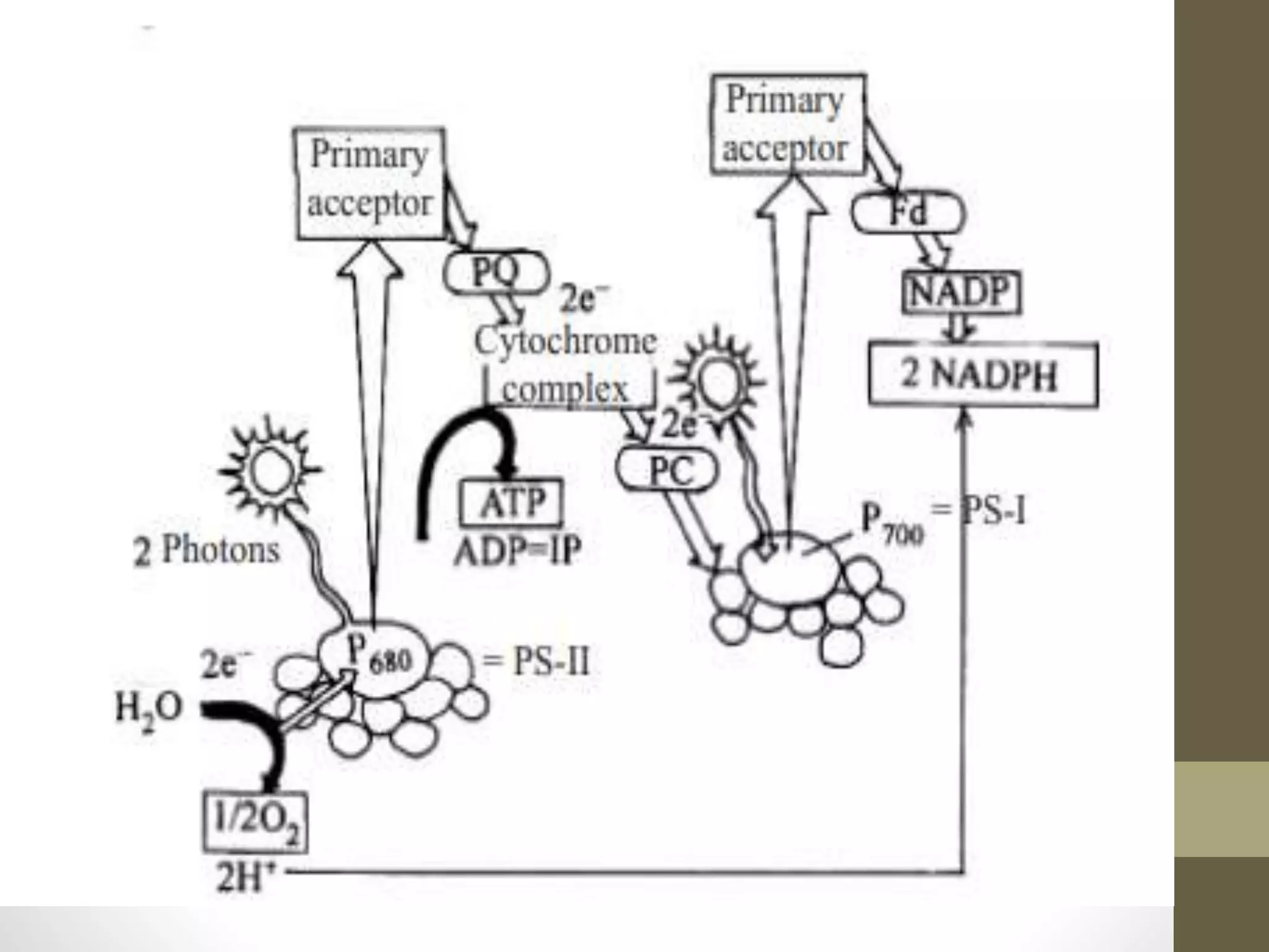 Photochemical and biosynthetic phase | PPTX
