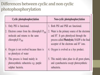Photochemical and biosynthetic phase | PPTX