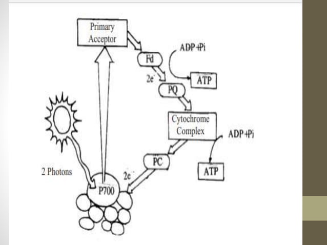 Photochemical and biosynthetic phase | PPTX