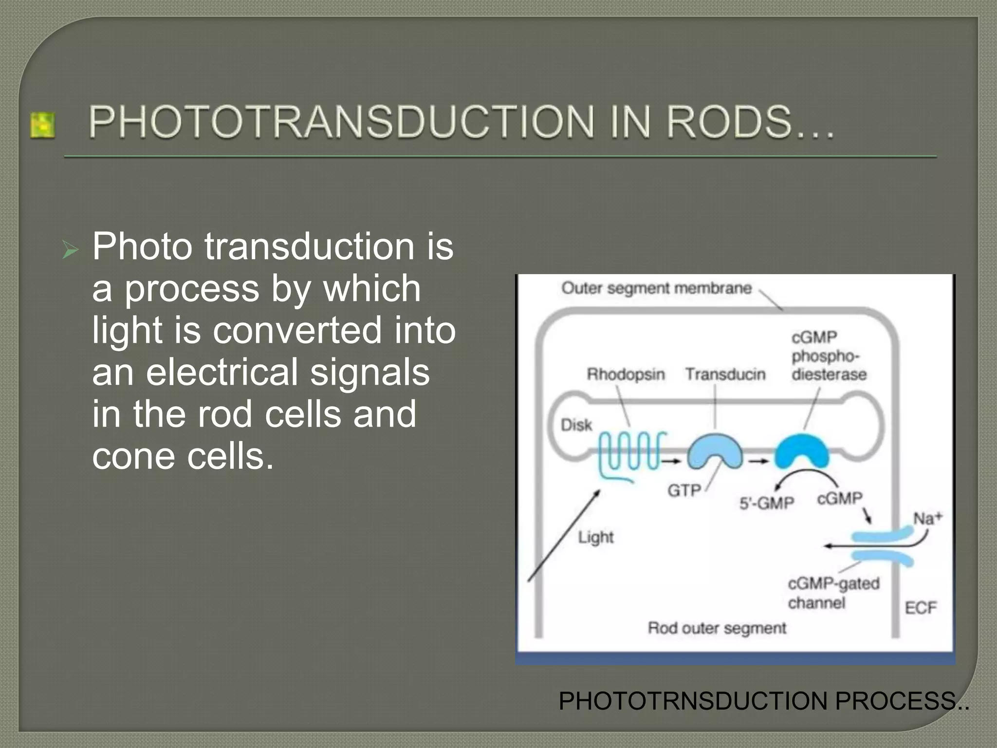 Photo-chemistry of Vision | PPTX