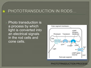 Photo-chemistry of Vision | PPTX