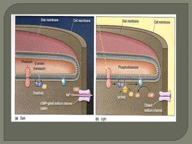 Photo-chemistry of Vision | PPTX | Eye and Vision Conditions | Diseases ...