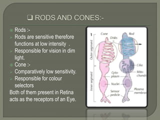 Photo-chemistry of Vision | PPTX