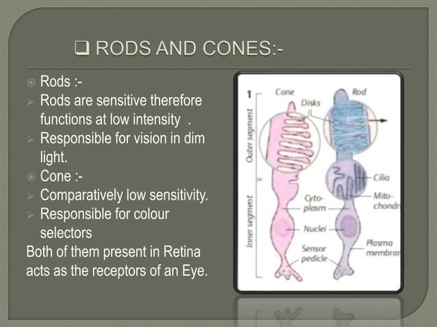 Photo-chemistry of Vision | PPTX | Eye and Vision Conditions | Diseases ...