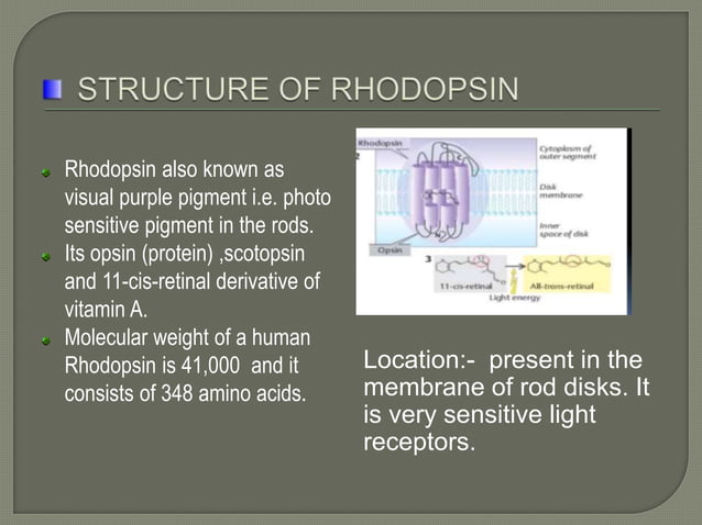 Photo-chemistry of Vision | PPTX | Eye and Vision Conditions | Diseases ...