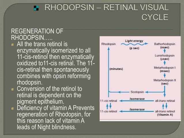 Photo-chemistry of Vision | PPTX | Eye and Vision Conditions | Diseases ...