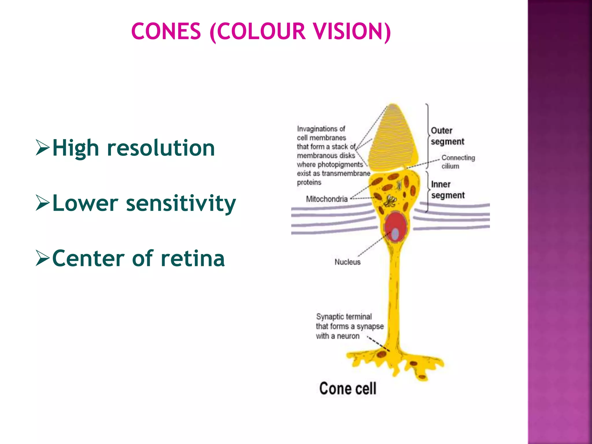 Photochemistry of vision | PPTX