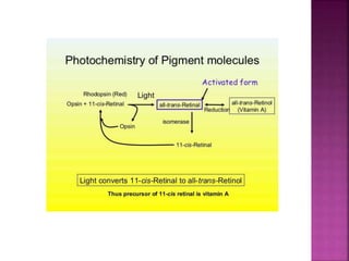 Photochemistry of vision | PPTX