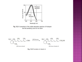Photochemistry of vision | PPTX