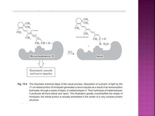 Photochemistry of vision | PPTX