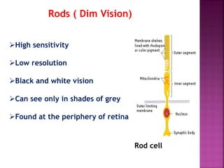 Photochemistry of vision | PPTX