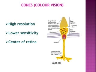 Photochemistry of vision | PPTX
