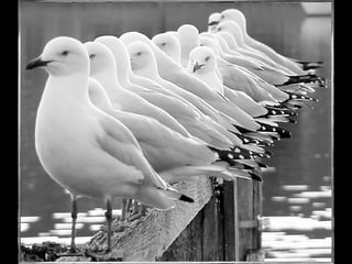 Photo Composition | line & repetition | PPT | Free Download