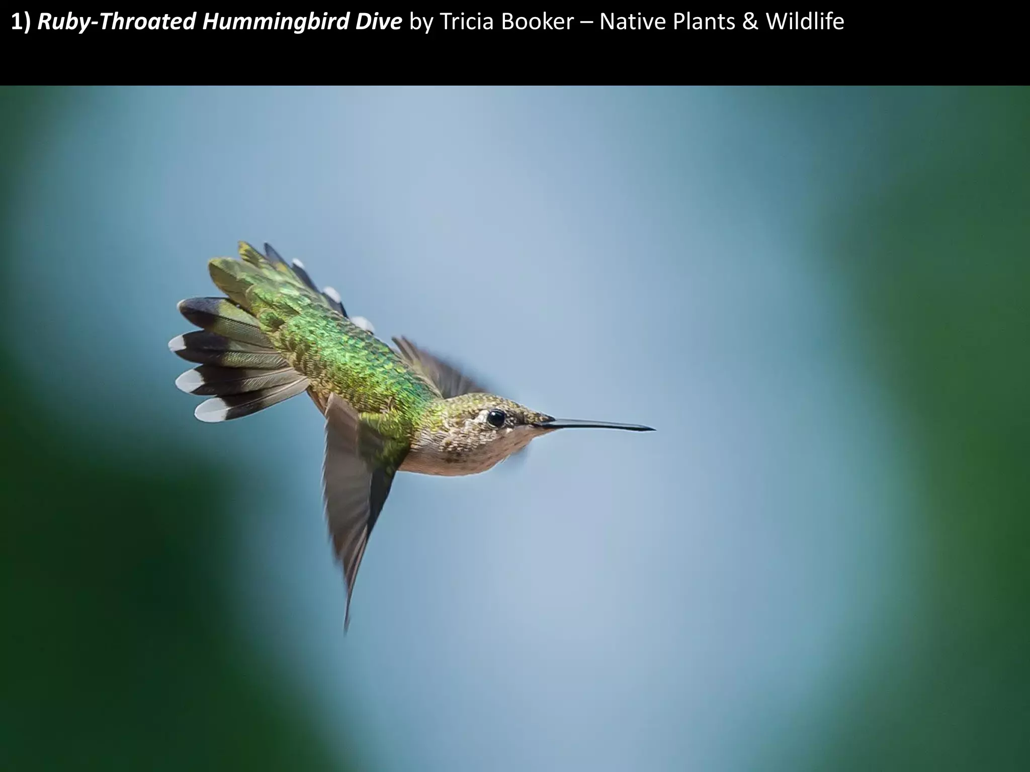 2014 PEC Photo Contest Finalists | PPT