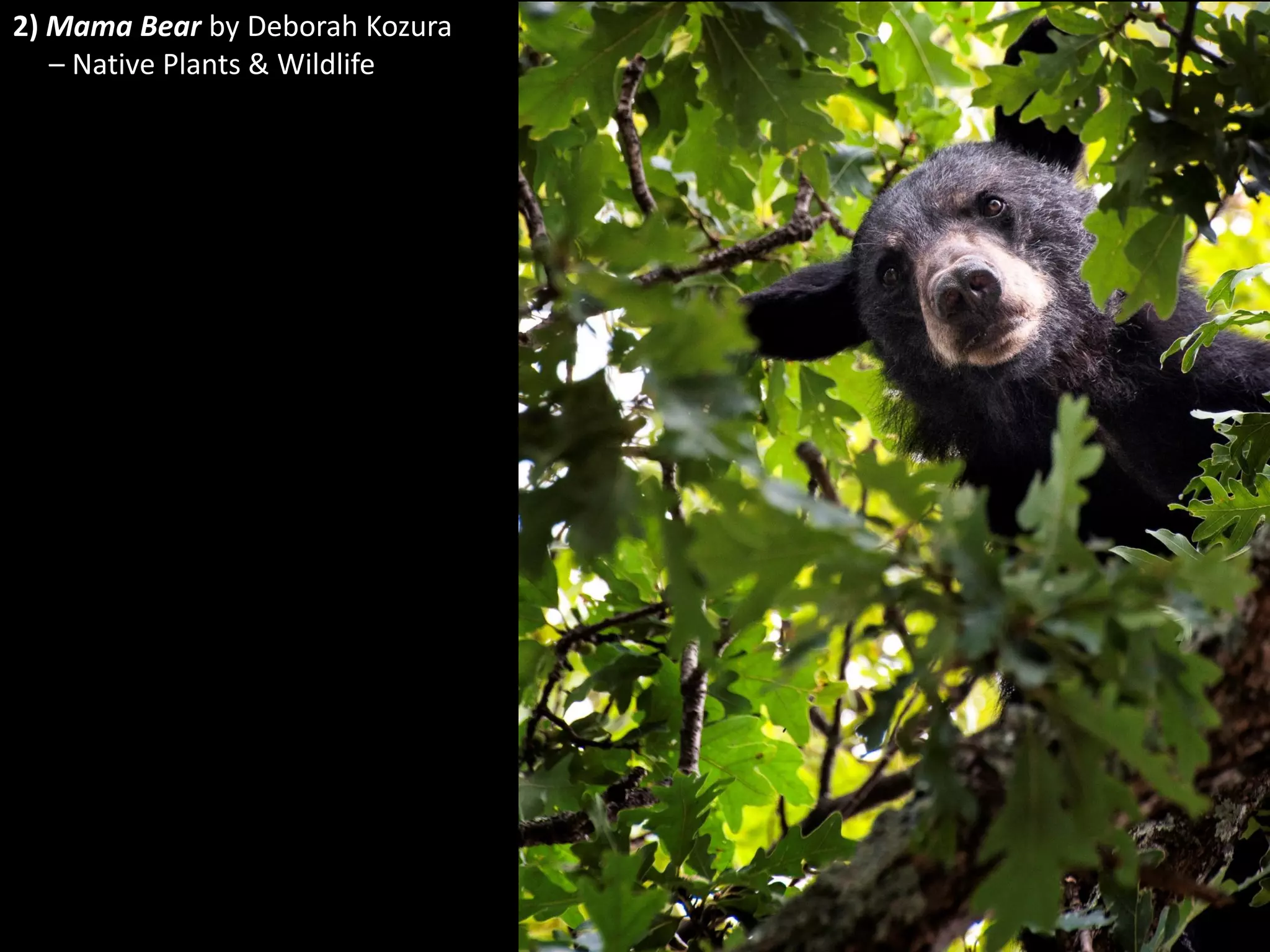 2014 PEC Photo Contest Finalists | PPT