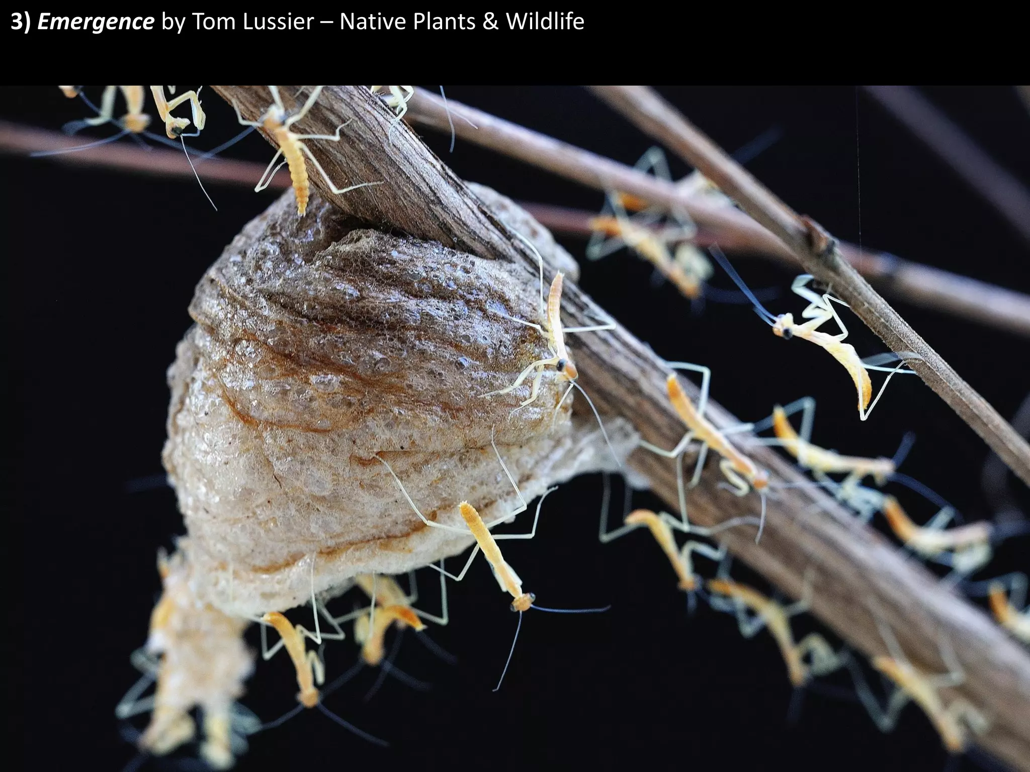 2014 PEC Photo Contest Finalists | PPT