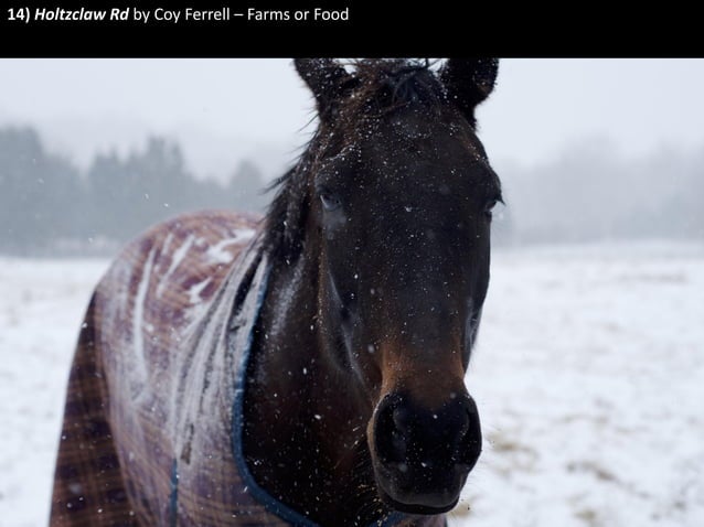 2014 PEC Photo Contest Finalists | PPT