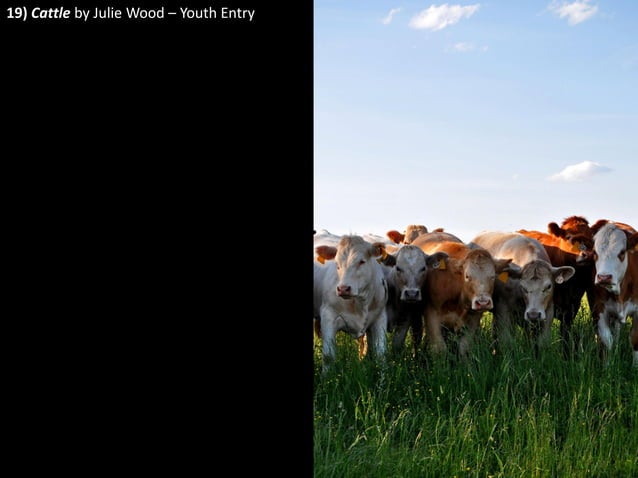 2014 PEC Photo Contest Finalists | PPT