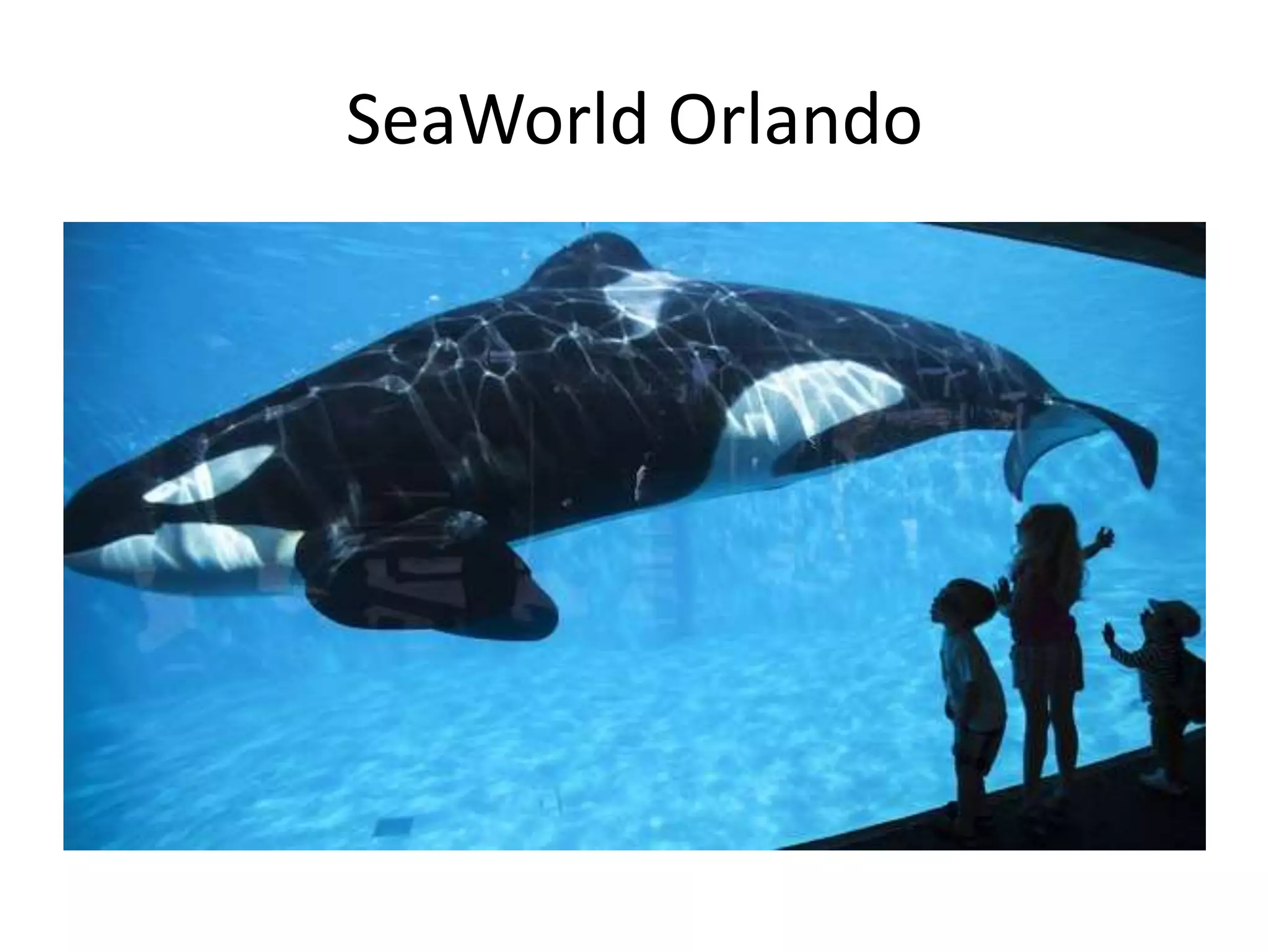Sea World | PPTX | Zoos & Aquariums | Attractions