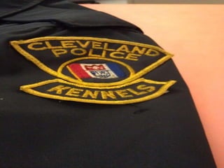 Dept. of Public Safety - Div. of Animal Control | PPT