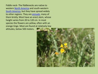 Photo essay project | PPT | Free Download