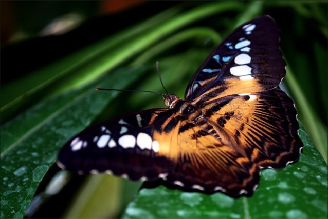 Spanish Style Photography | PDF