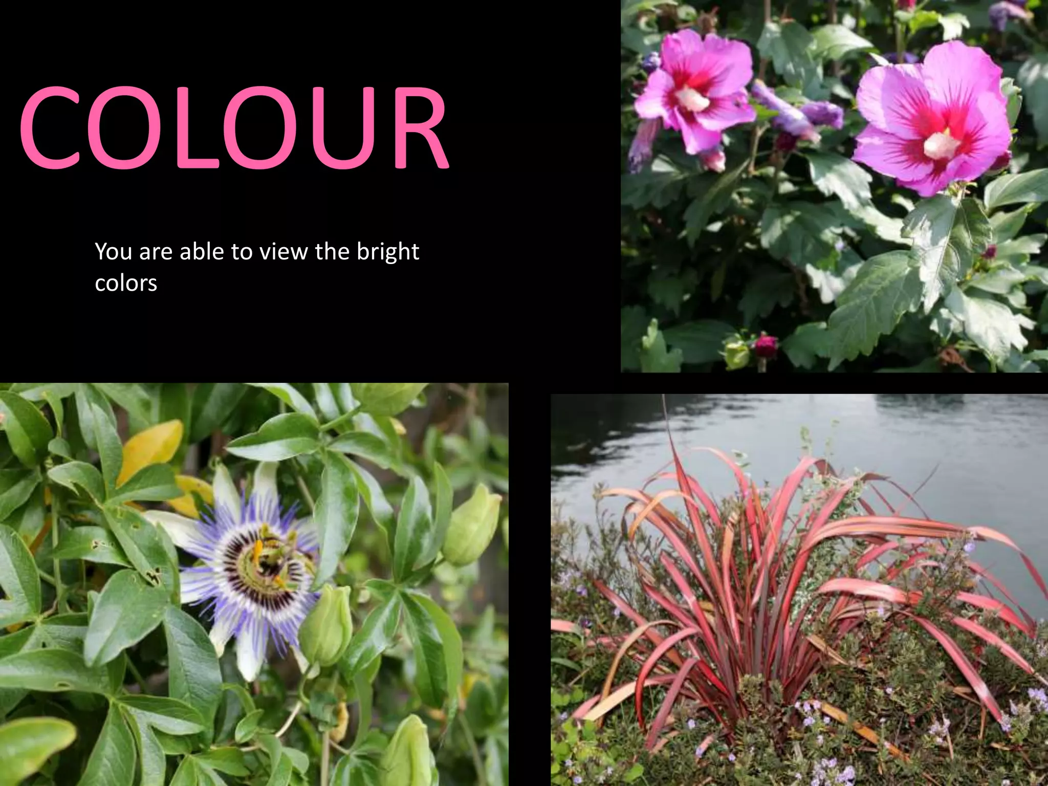 Formal Elements | PPTX | Design | Fine Art