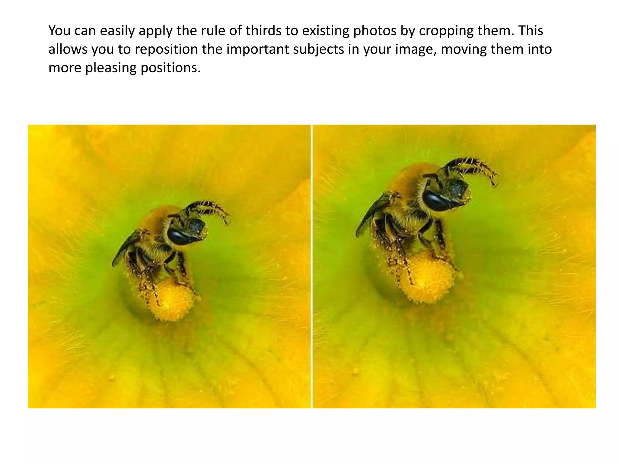 Photography Composition Basics | PPTX