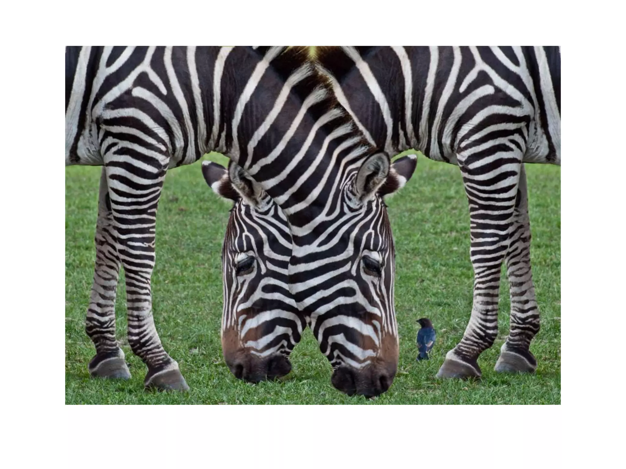 Photography Composition Basics | PPTX