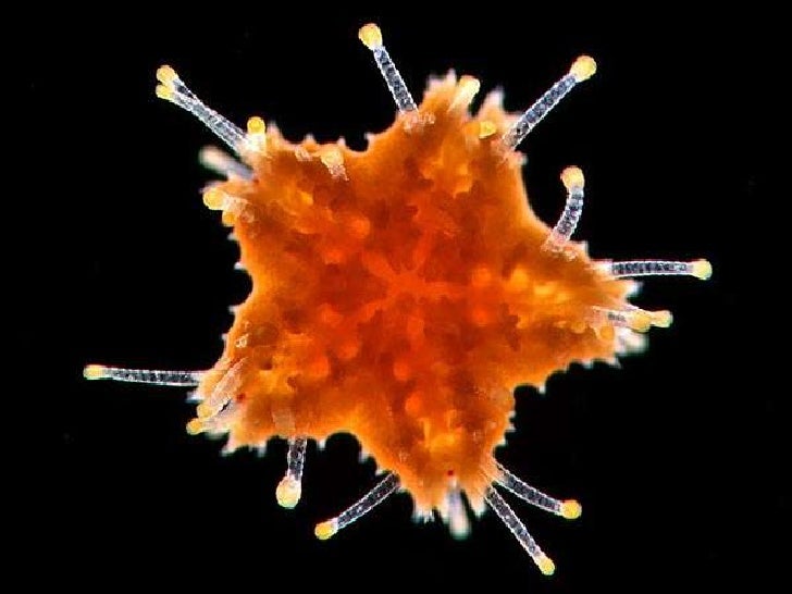 Photography Taken Through A Light Microscope