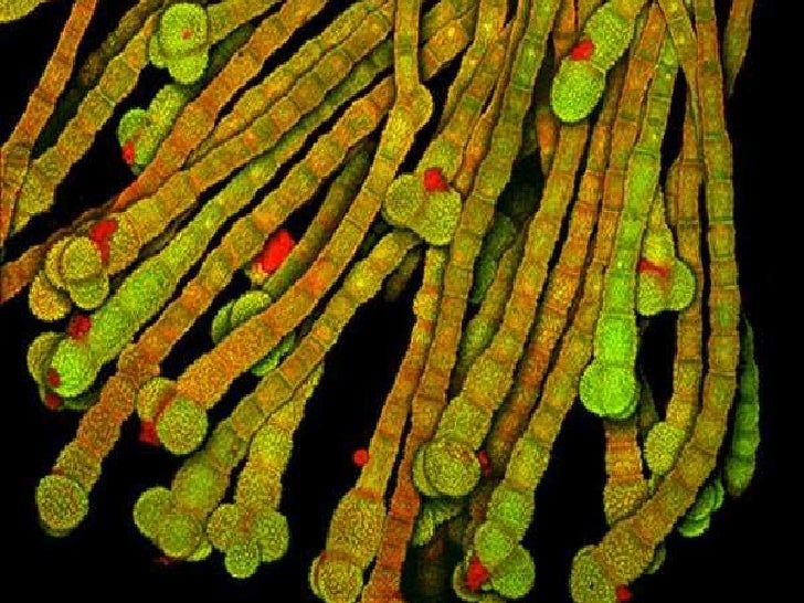 Photography Taken Through A Light Microscope