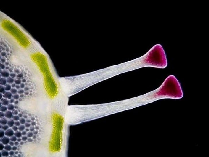 Photography Taken Through A Light Microscope