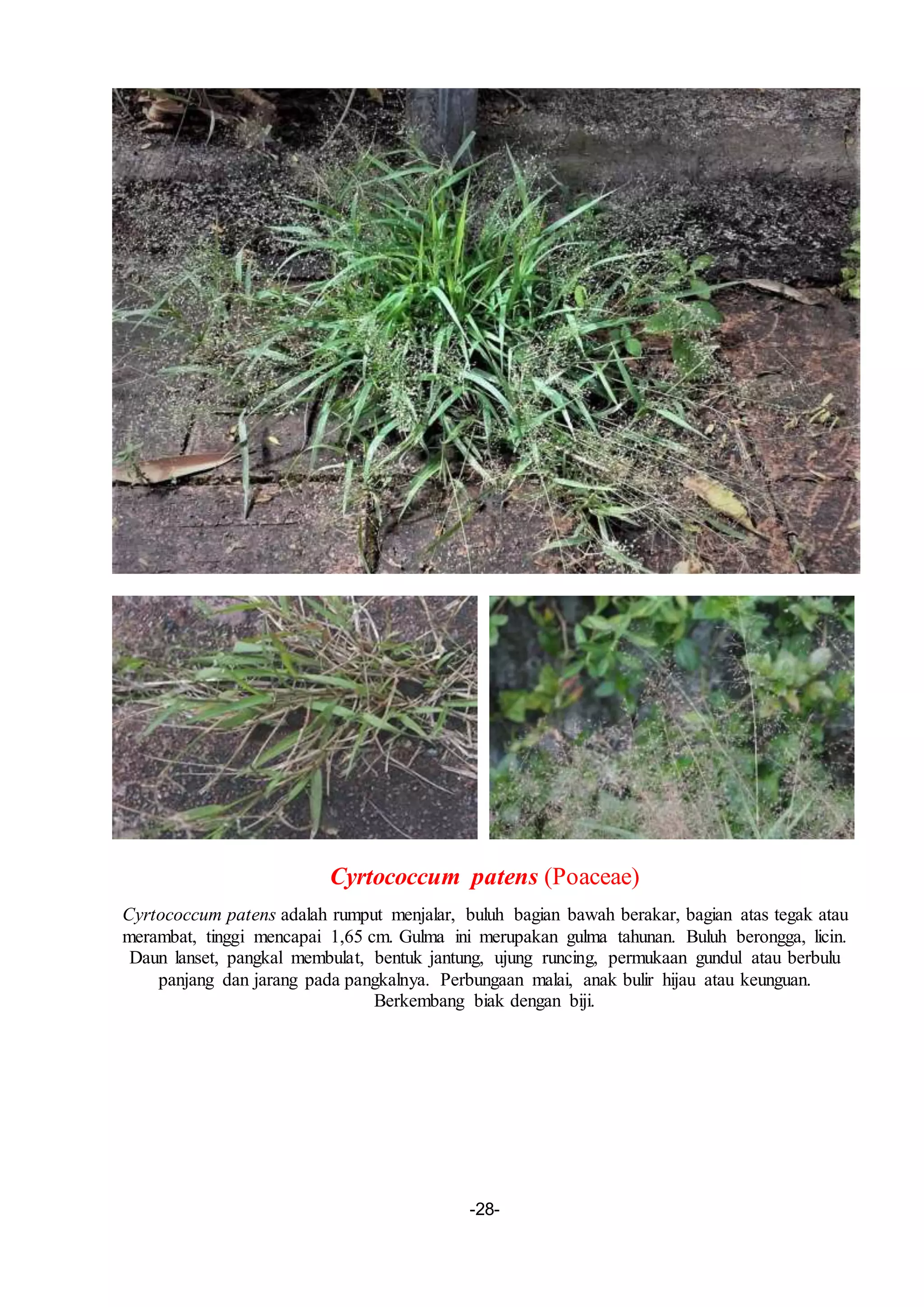 Photo gulma kelapa sawit | DOCX