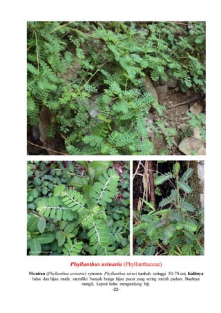 Photo gulma kelapa sawit | DOCX