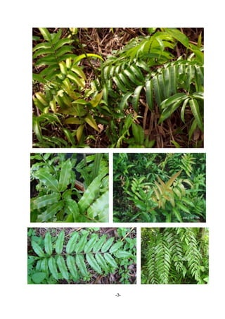 Photo gulma kelapa sawit | DOCX